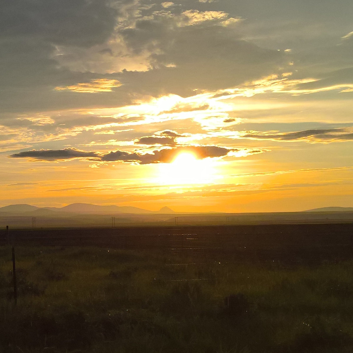 Hot Dogs Boston Style – Stevenson Market